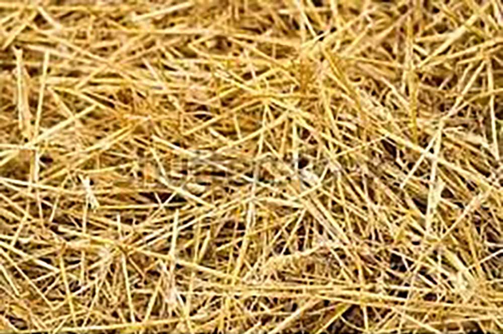Premium Garden Straw (4 LBS) - Straw Mulch That is Designed for Use in ...