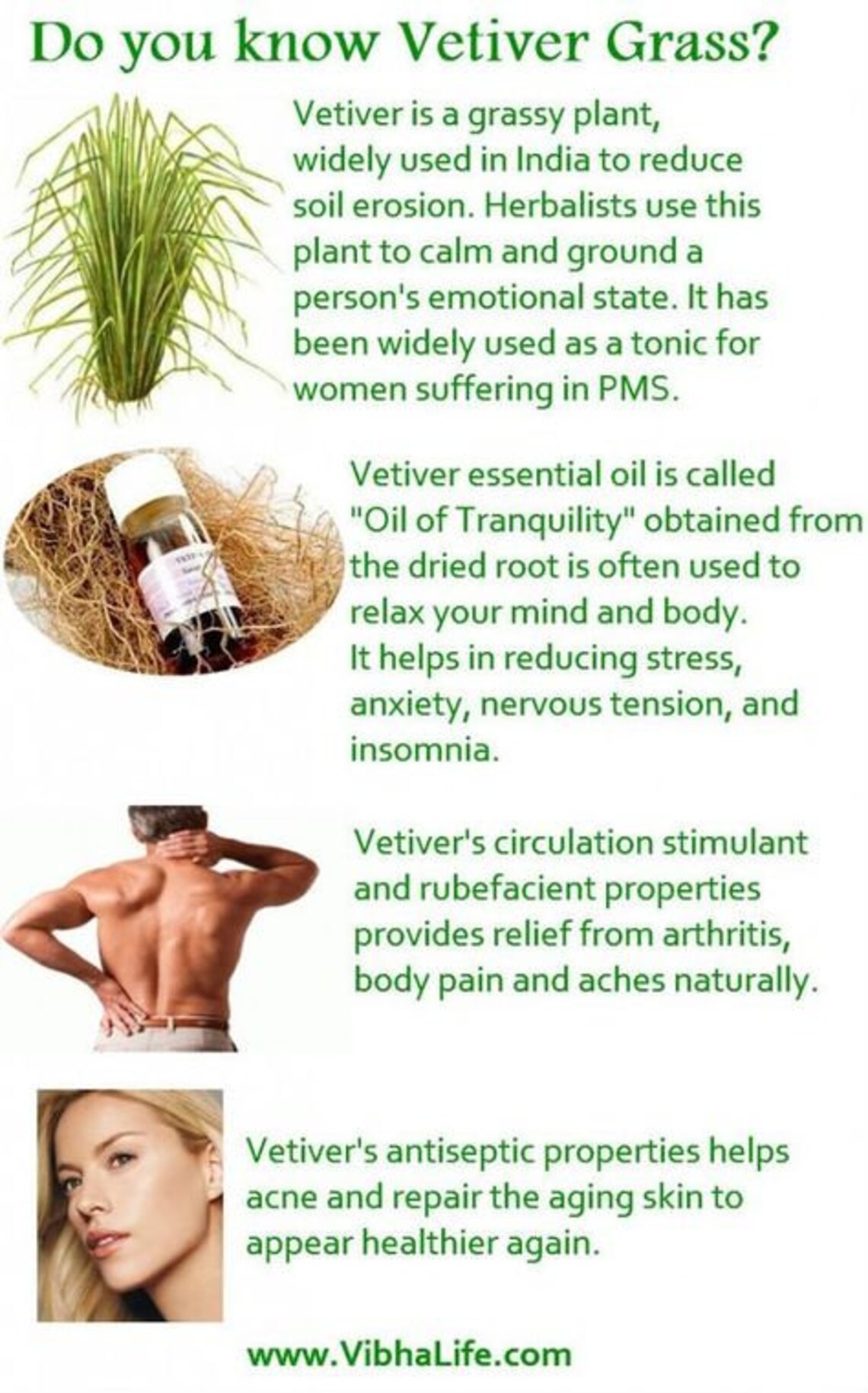 Vetiver Grass Live Plant Bare Root - Chrysopogon Zizanioides | SOLD OUT ...