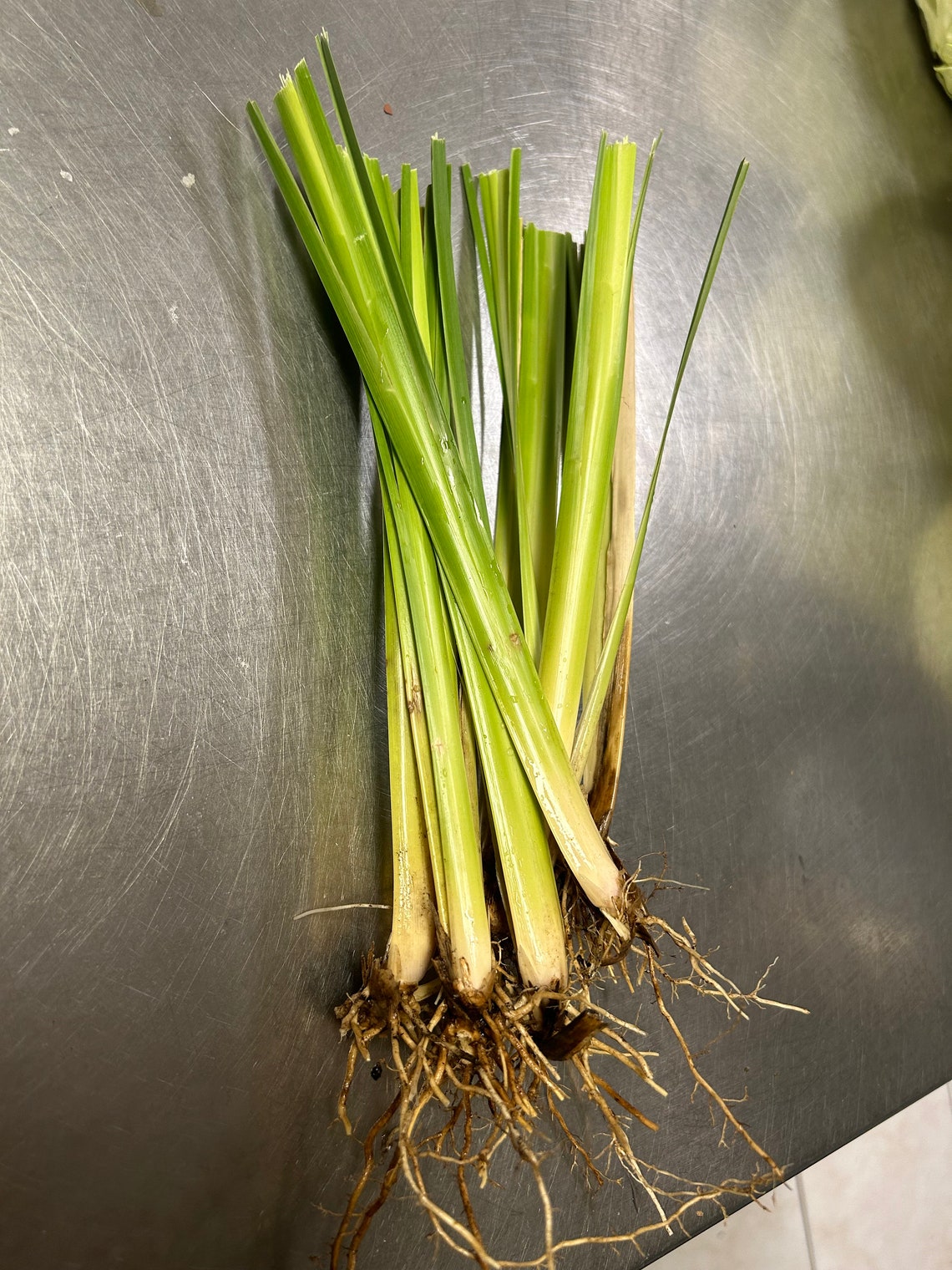 Vetiver Grass Live Plant Bare Root - Chrysopogon Zizanioides | SOLD OUT ...