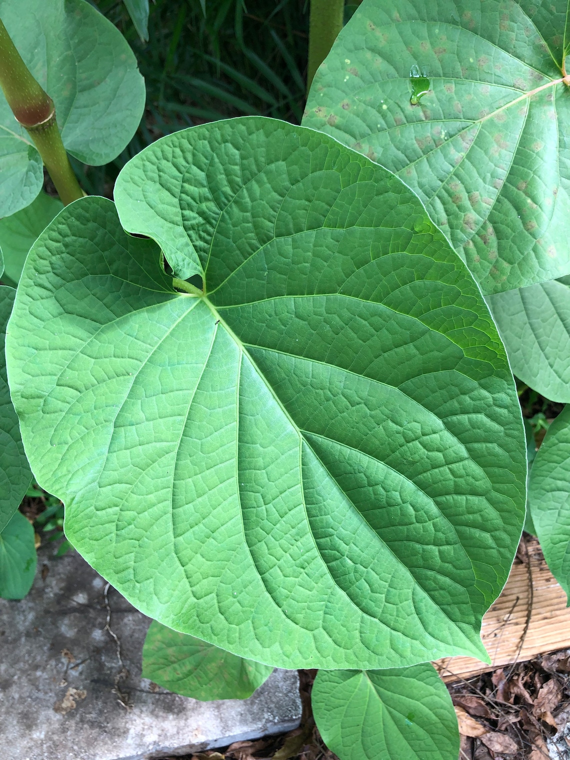 Piper Auritum Mexican Pepper Plant Hoja Santa Live Stem Cuttings 4''5 ...