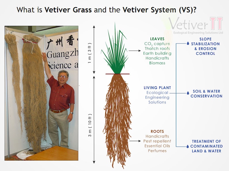 Vetiver Grass Live Plant Bare Root - Chrysopogon Zizanioides | SOLD OUT ...