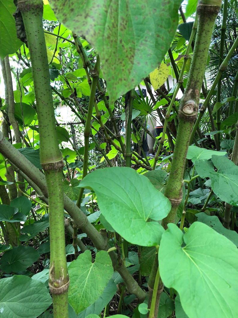 Piper Auritum | Mexican Pepper | Plant Hoja Santa 3 Live Stem Cuttings ...