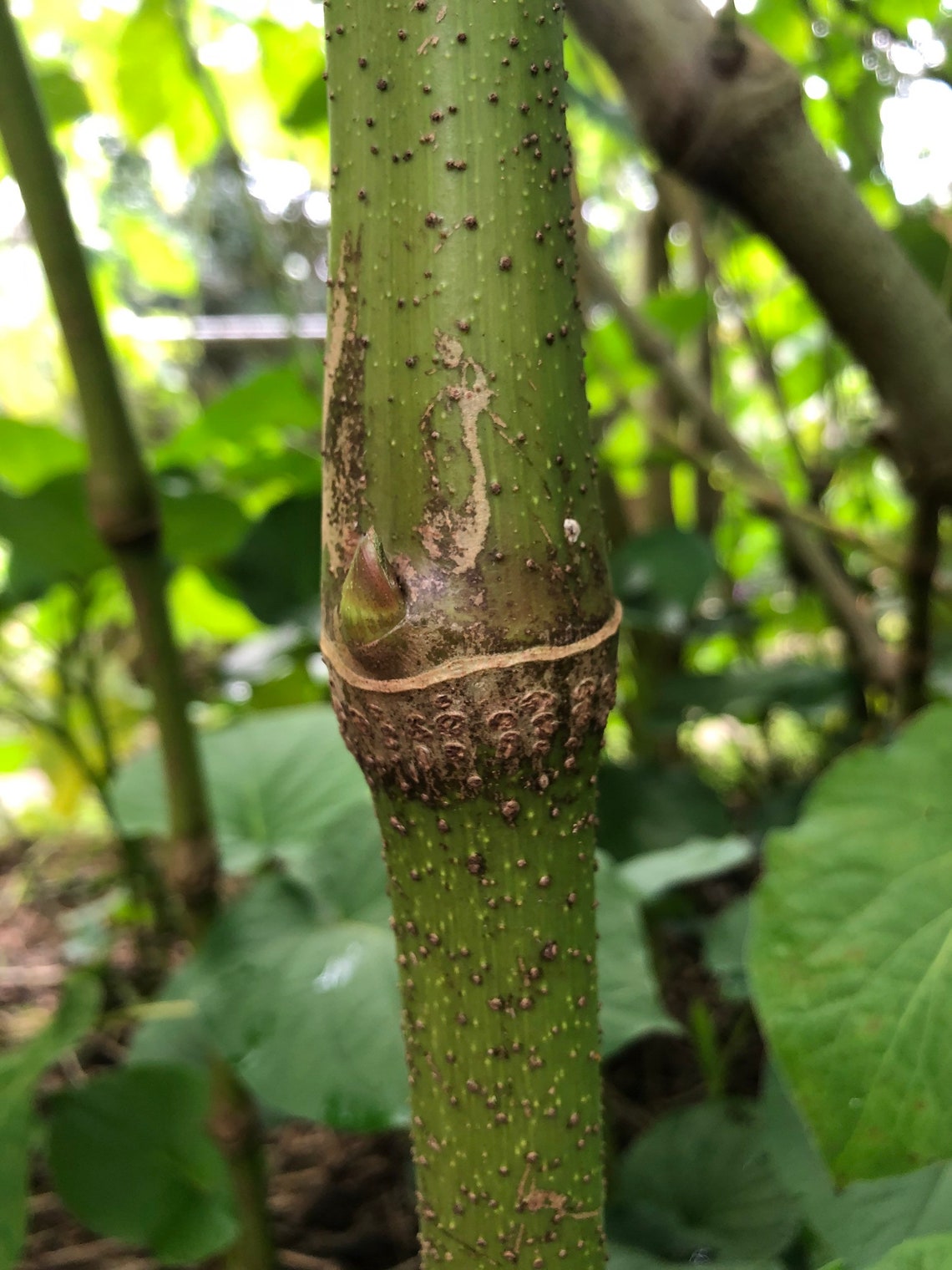 Piper Auritum Mexican Pepper Plant Hoja Santa Live Stem Cuttings 4''5 ...