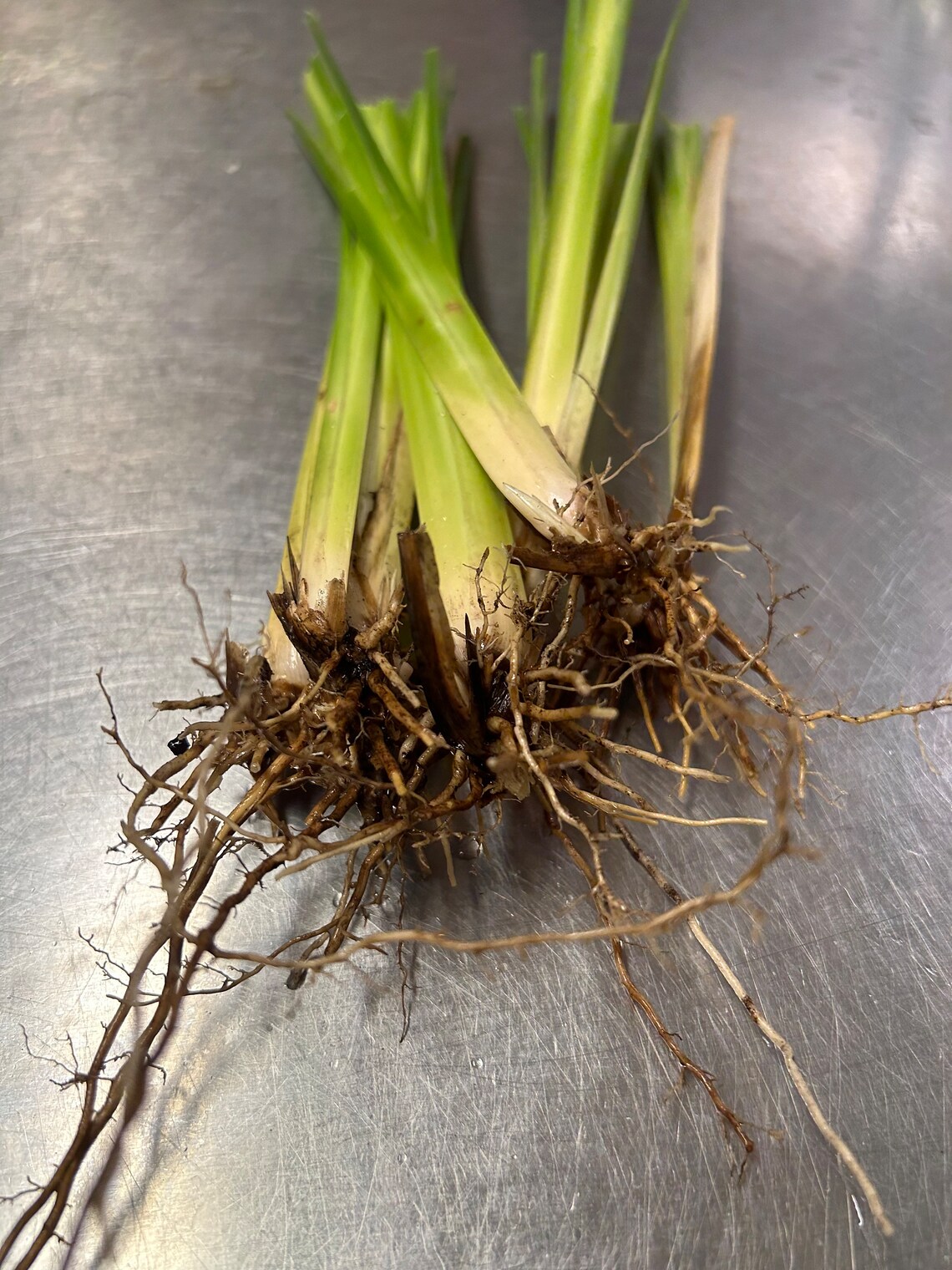 Vetiver Grass Live Plant Bare Root - Chrysopogon Zizanioides | SOLD OUT ...
