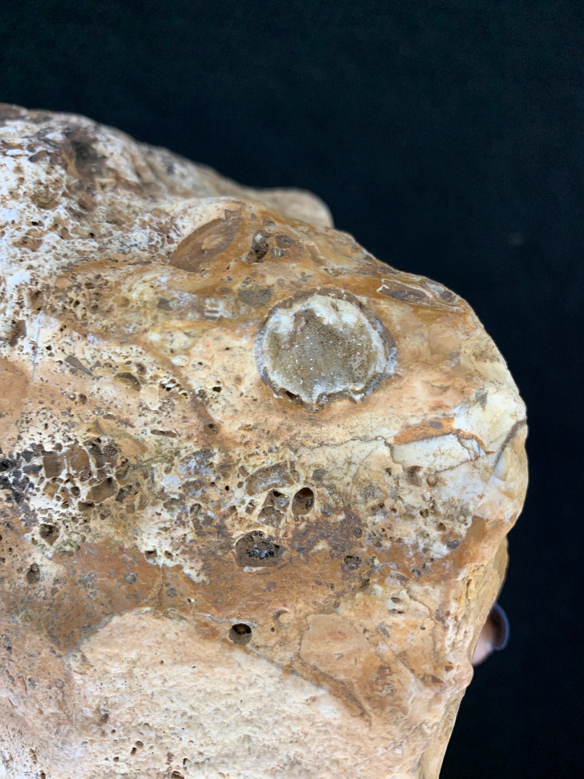 Missouri Large Size Death Plate Fossil - Etsy