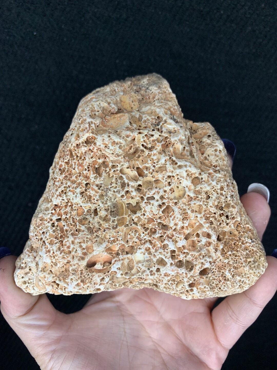 Missouri Medium Size Death Plate Fossil - Etsy