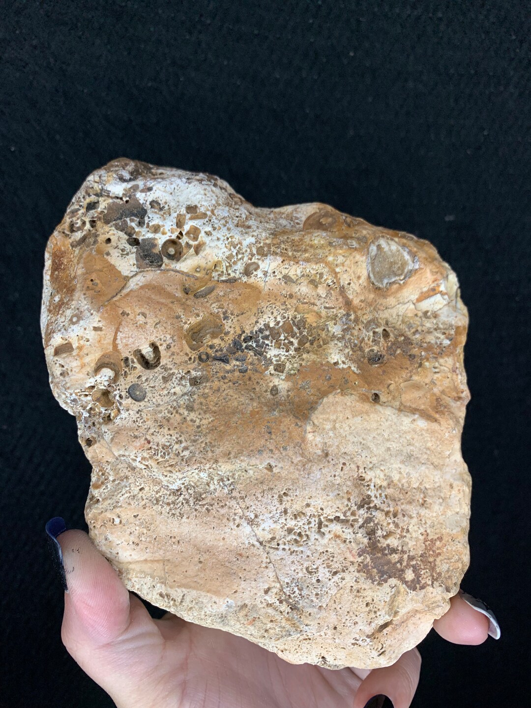 Missouri Large Size Death Plate Fossil - Etsy