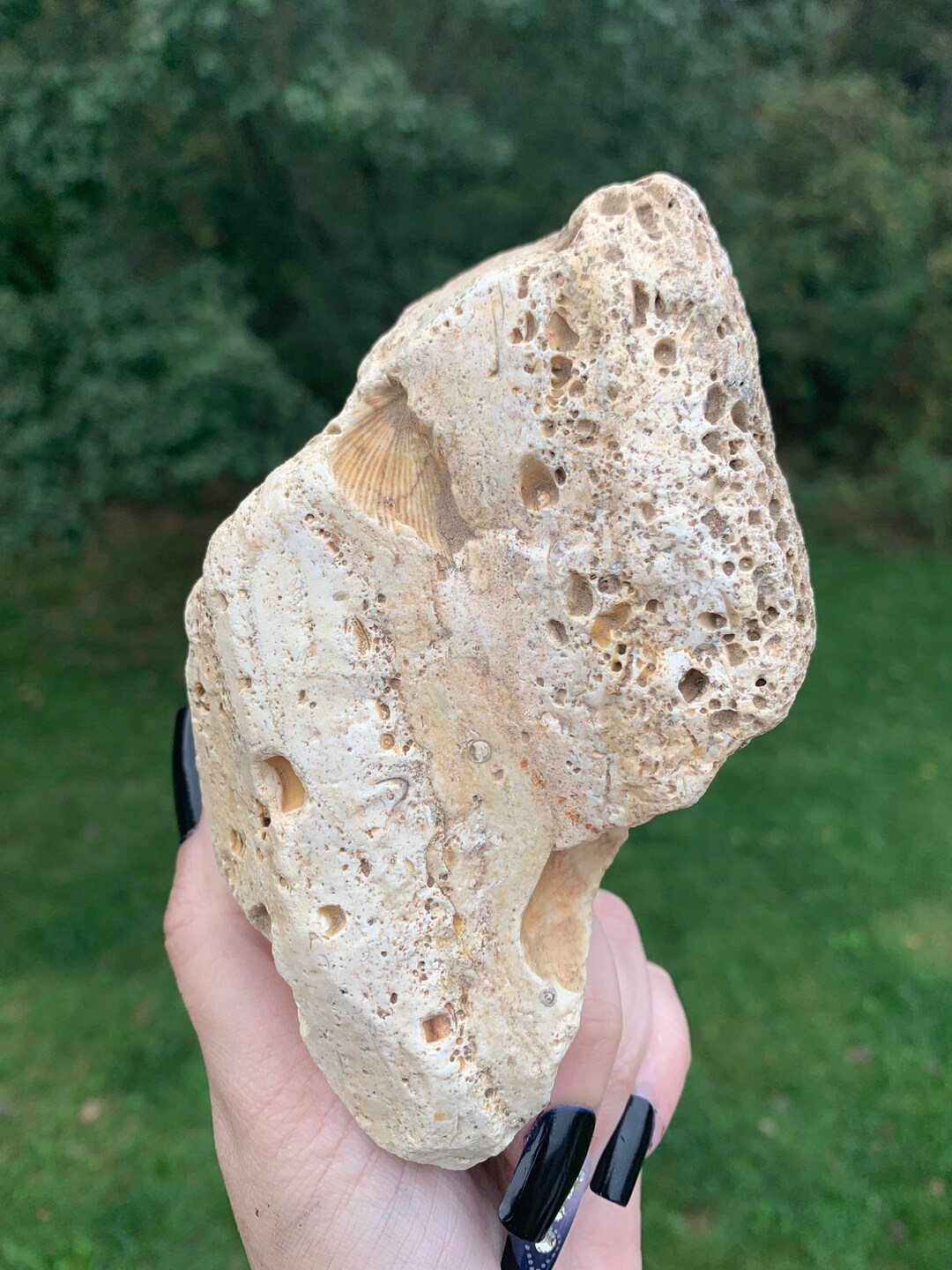 Missouri Death Plate Medium Size With Fossils - Etsy