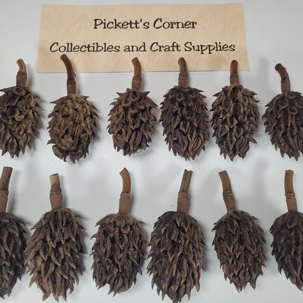 Dried Seed Pods - Etsy