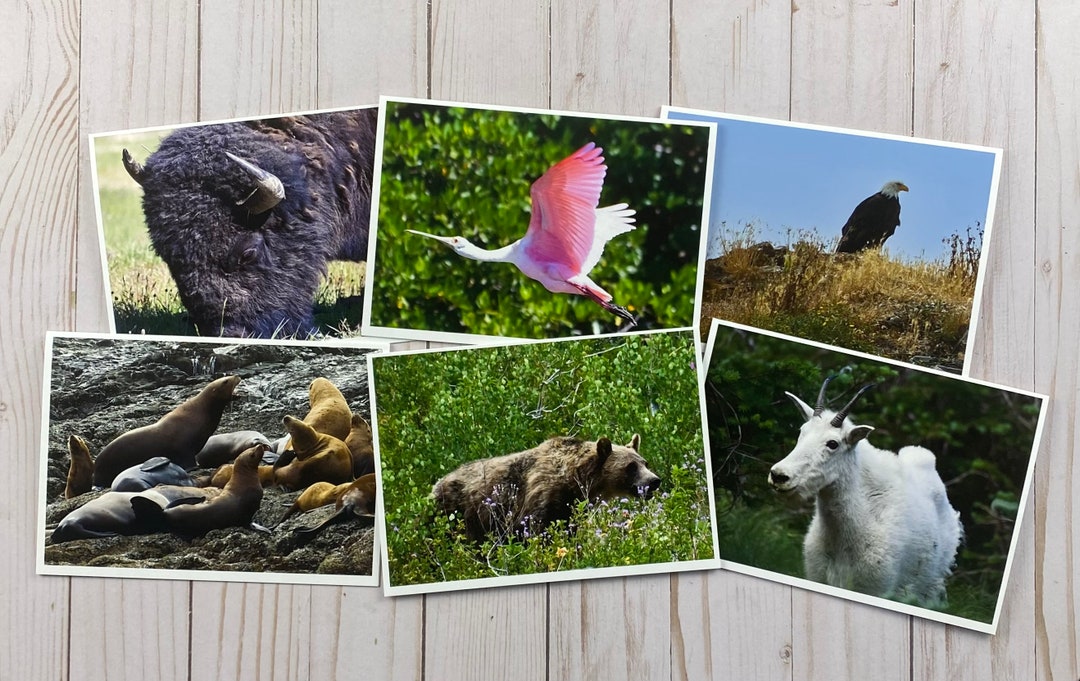 6 Card Box Set of Animals in the Wild - Blank Photo Card - Etsy