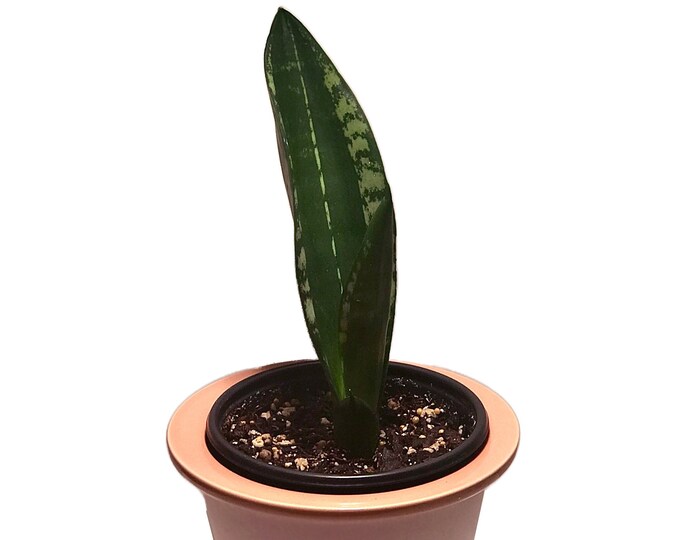 Silver Flame Snake Plant Sansevieria 'whitney' 4 GIFT Pot Not Included ...