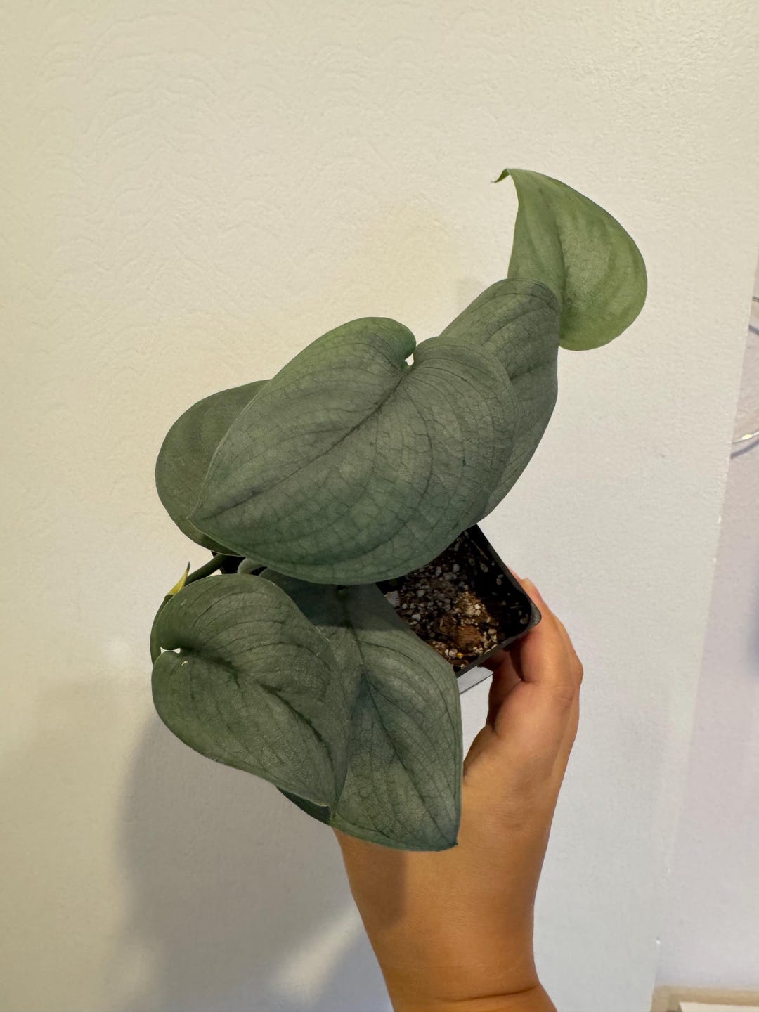 Platinum Scindapsus Pothos – Silver Potted Plant - EXACT PLANT SHOWN - Etsy