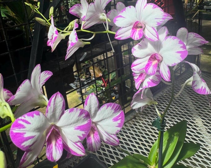 Dendrobium Enobi Purple ‘splash’- Easy Orchid - Gift - Rare Compact ...