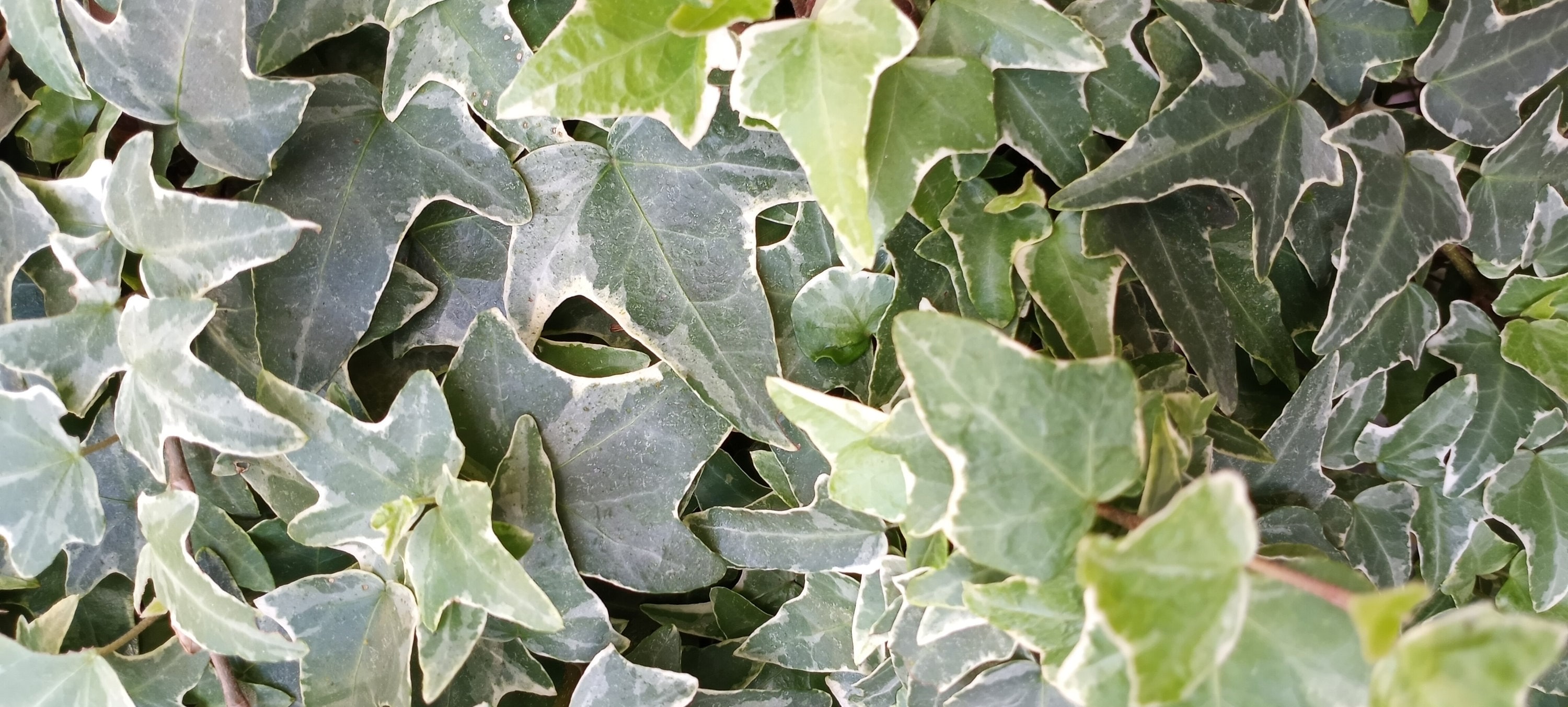 Ivy. Digital Downloadable Photography of Ivy. 4608 Pixels X 2080 Pixels ...