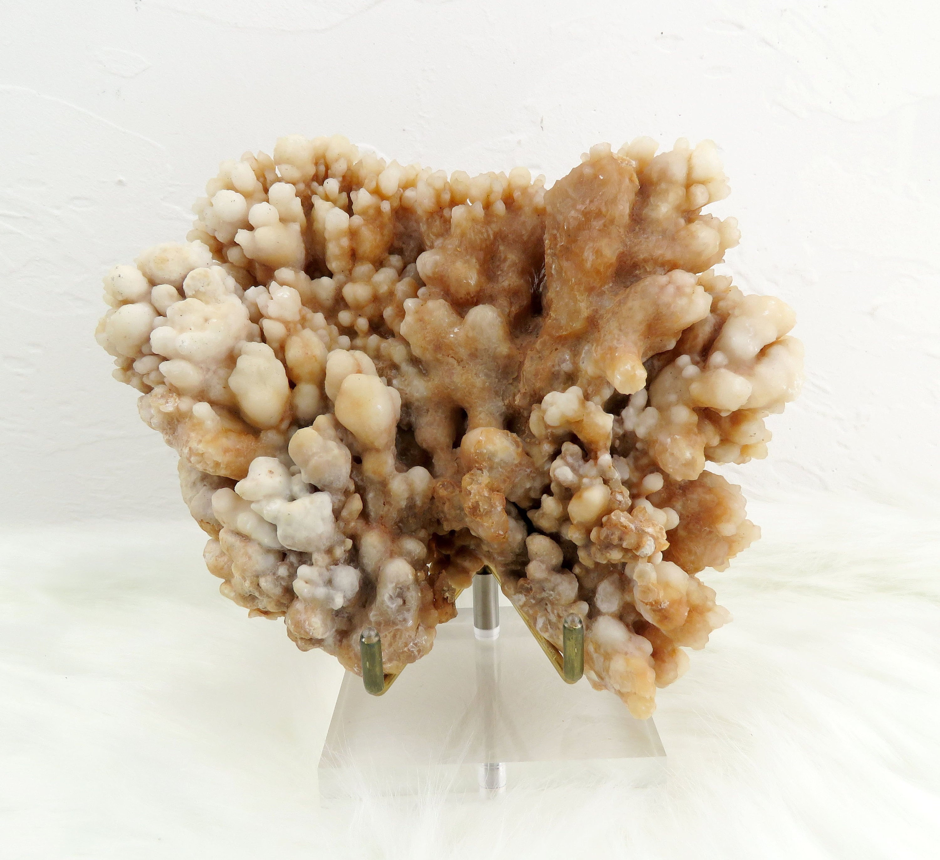 RARE Large Botryoidal Cave Calcite Aragonite Branching Coral - Etsy