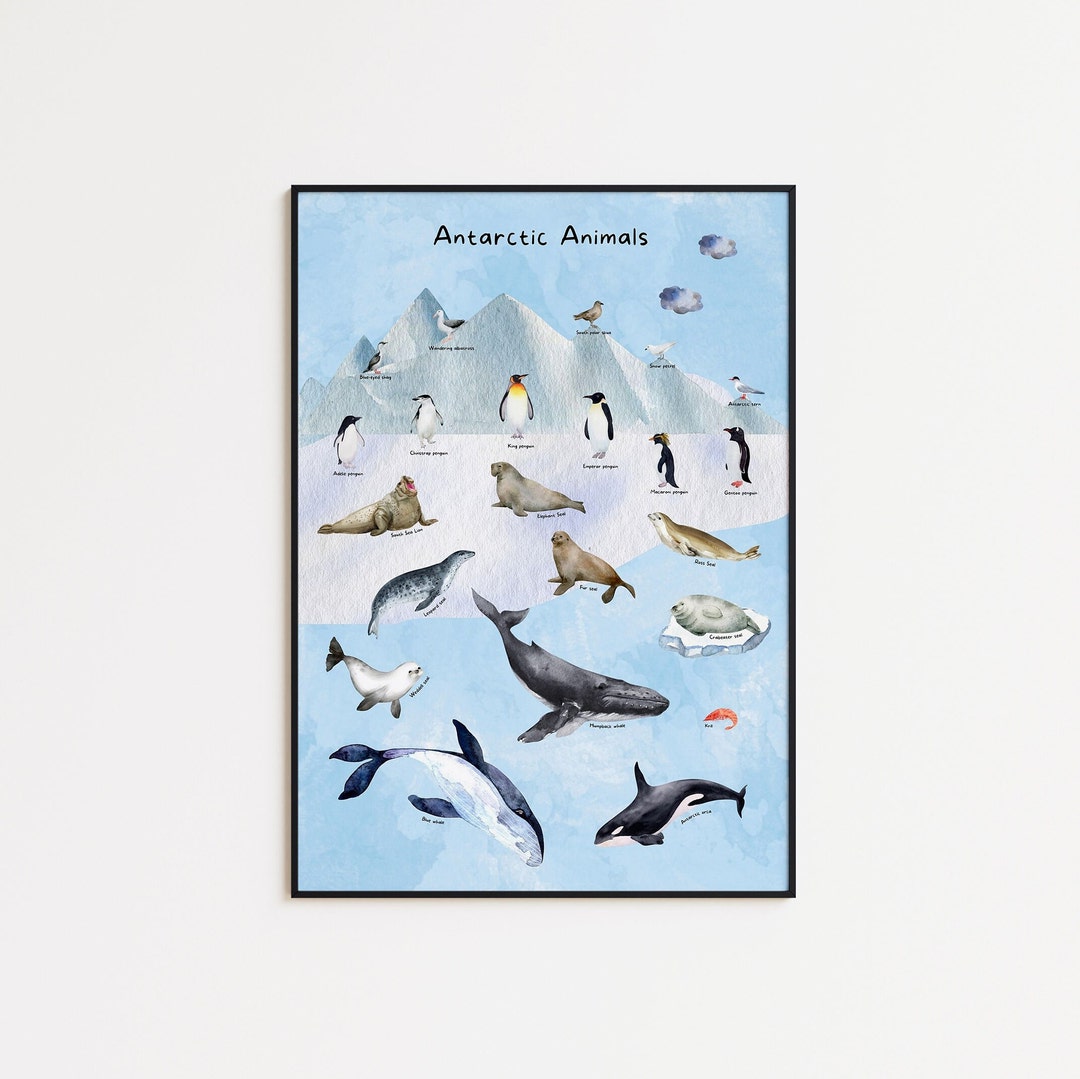 Digital Download Watercolor Antarctic Animals Species Poster, Printable ...