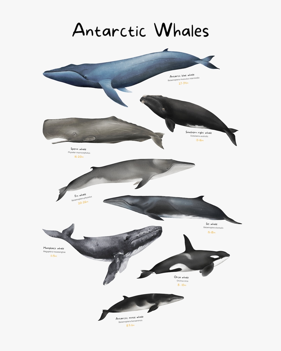 Whales of Antarctica Poster, Ocean Mammals Wall Décor, Marine Animals ...