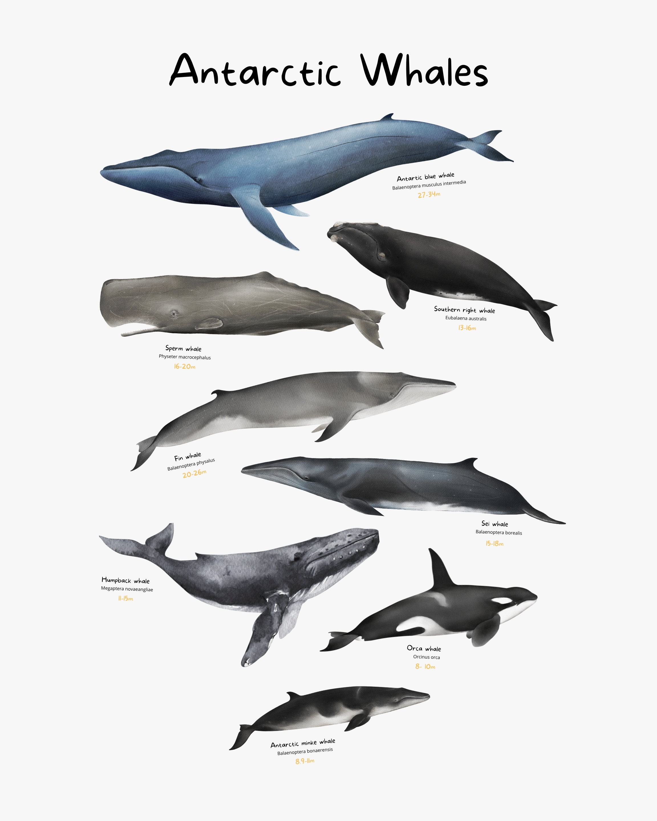 Whales of Antarctica Poster, Ocean Mammals Wall Décor, Marine Animals ...
