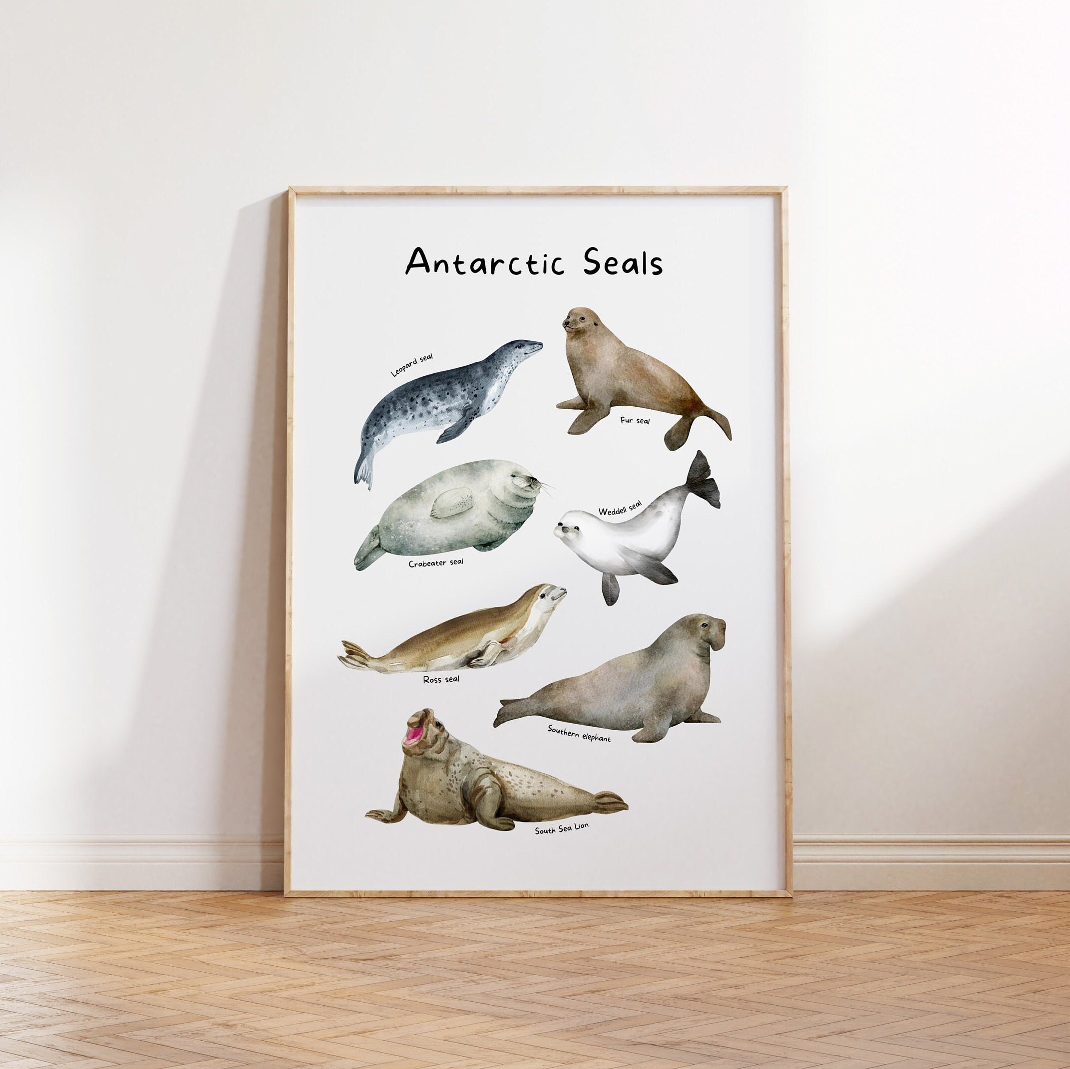Watercolor Antarctic Seals Poster – Types & Species, Marine Wildlife ...