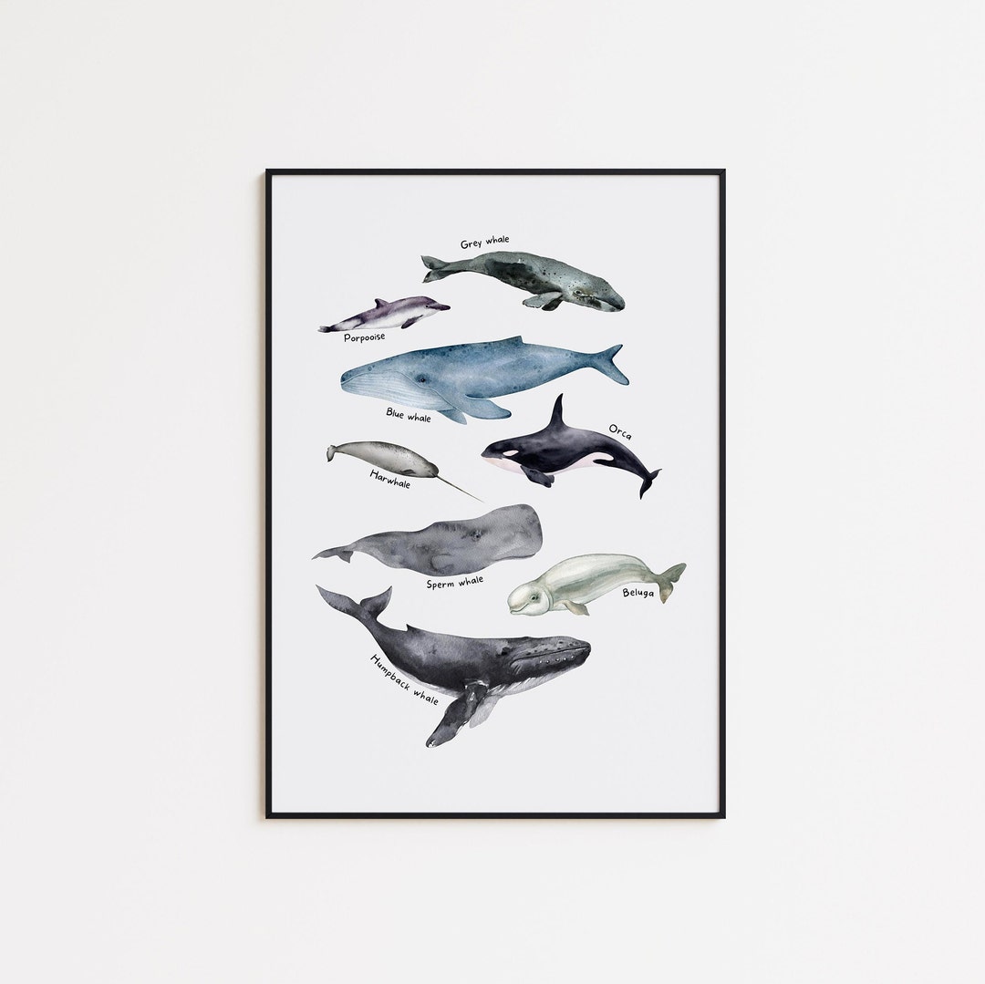 Whale Print, Ocean Mammals Poster, Printable Wall Art for Kids ...