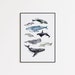 Whale Print, Ocean Mammals Poster, Printable Wall Art for Kids ...