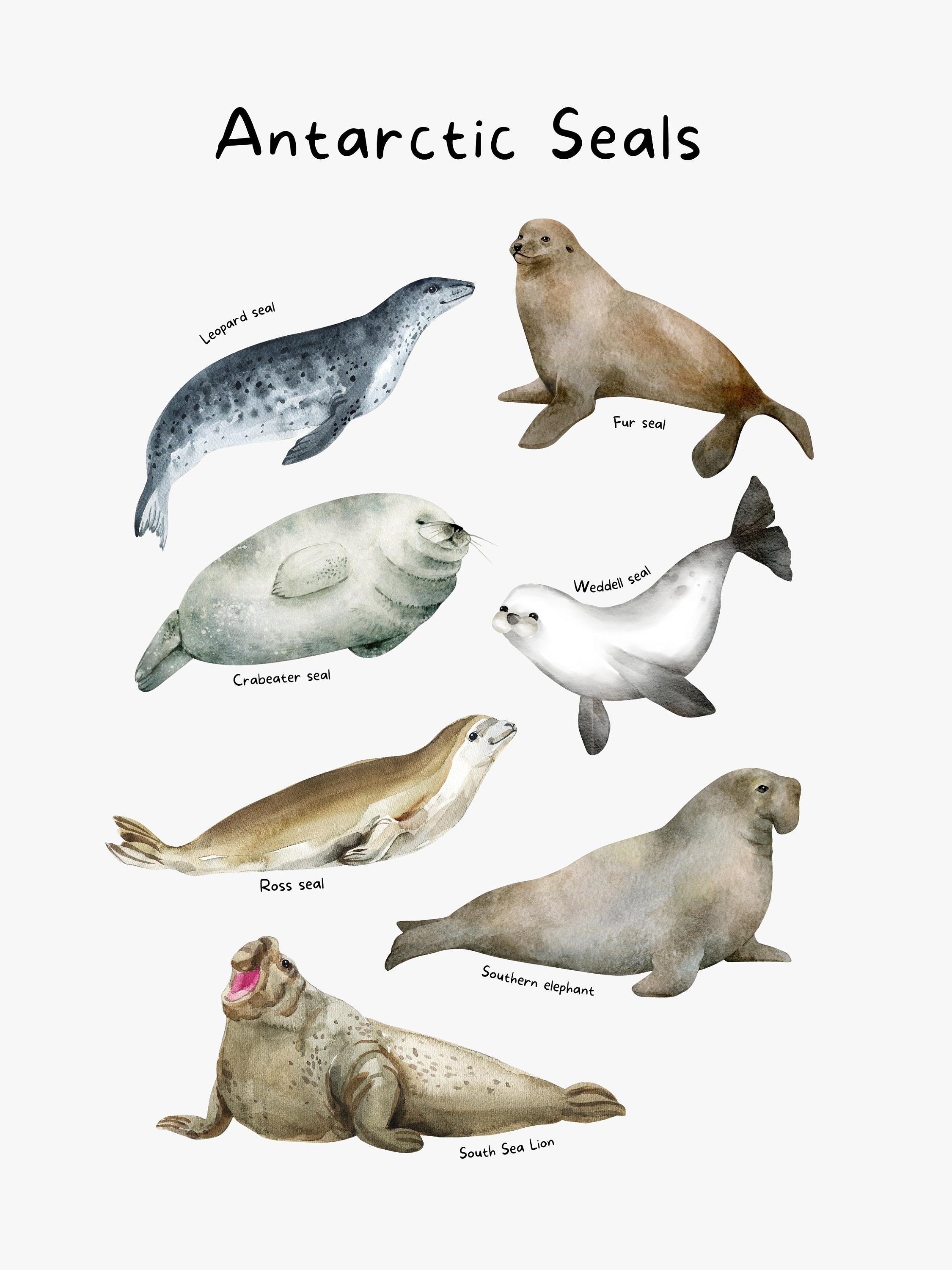 Educational Seals of Antarctica Poster, Animal Print, Homeschool ...