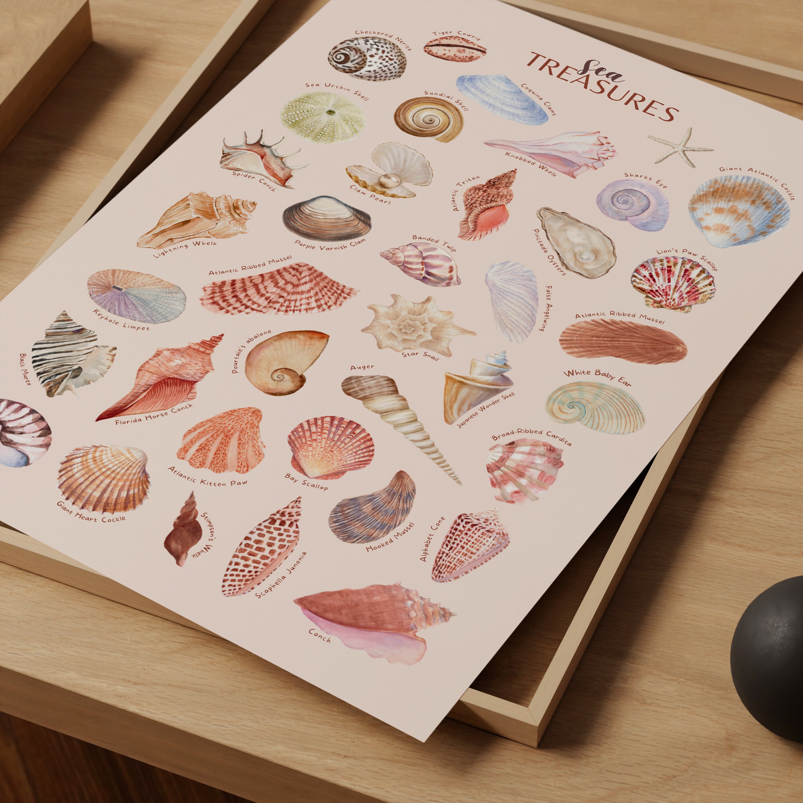 Downloadable Watercolor Seashell Print, Seashell Wall Art, Seashell ...