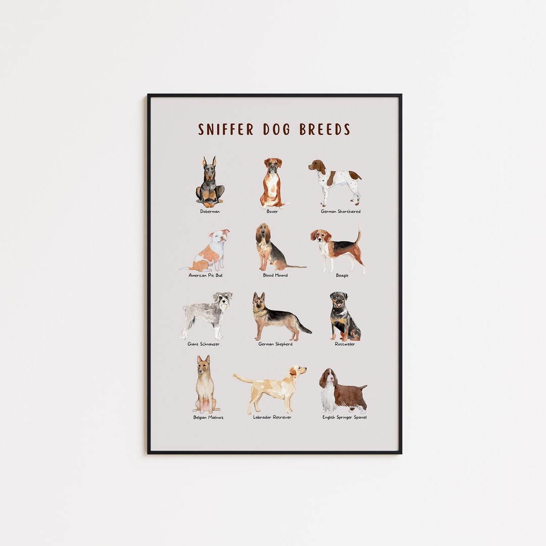 Downloadable Watercolor Sniffer Dog Breeds Print, Infographic Poster ...