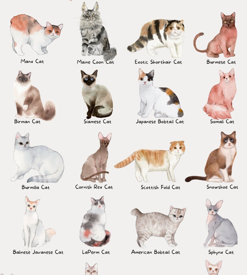 Cat Breeds Print Cat Poster Cat Breeds Chart Gift for Cat Lovers Cats ...