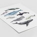 Whale Print, Ocean Mammals Poster, Printable Wall Art for Kids ...