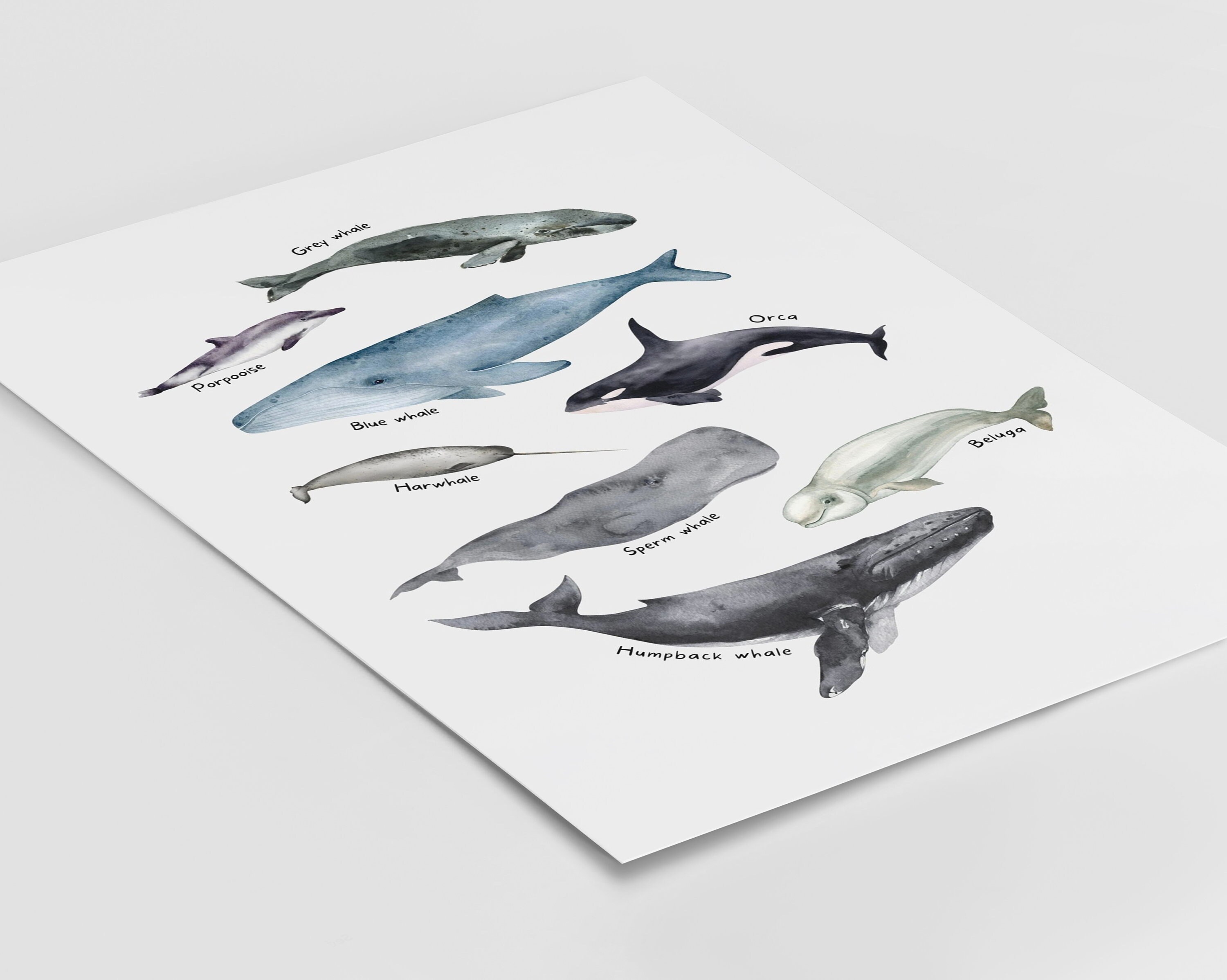 Whale Print, Ocean Mammals Poster, Printable Wall Art for Kids ...