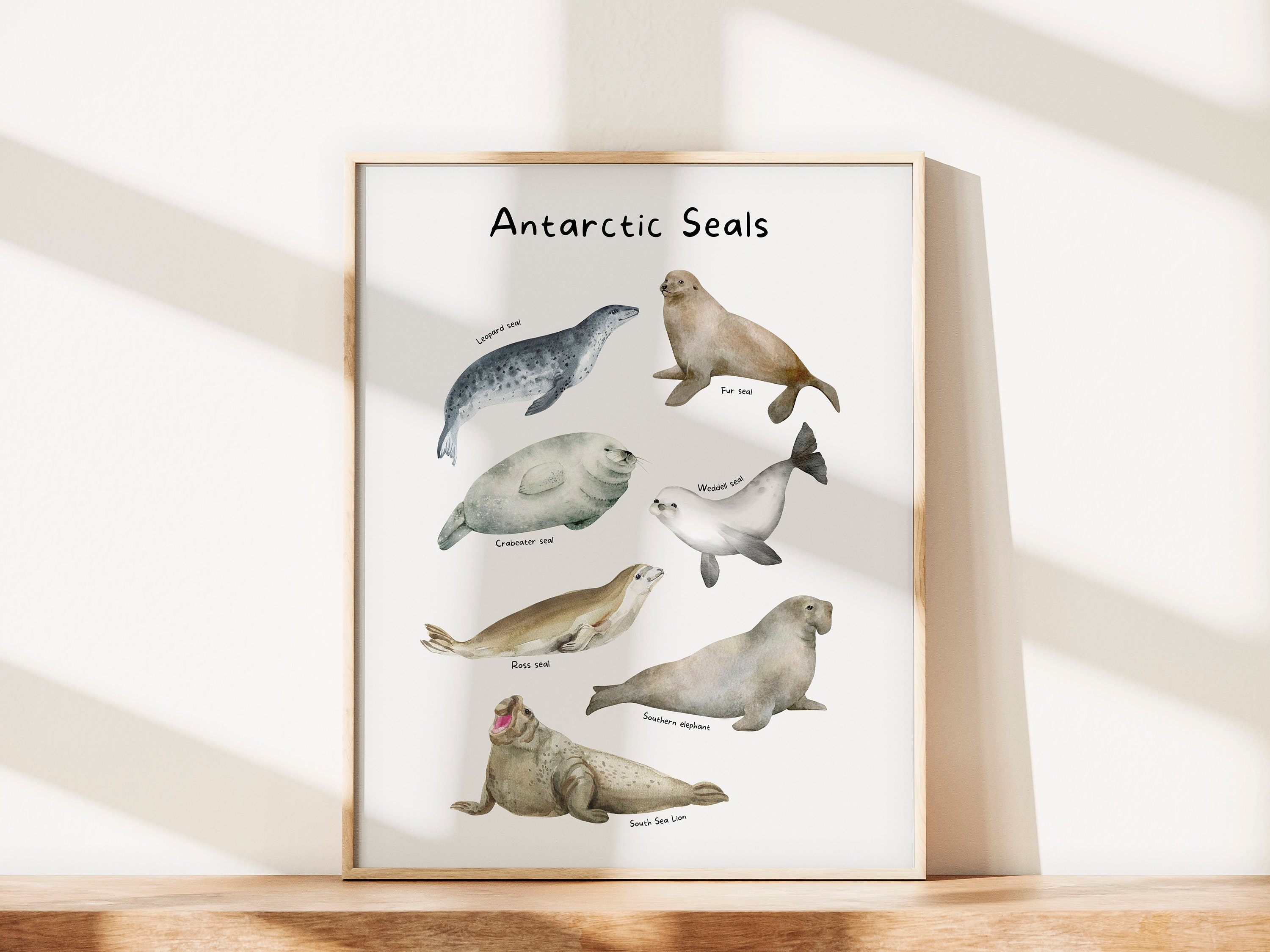 Watercolor Antarctic Seals Poster – Types & Species, Marine Wildlife ...