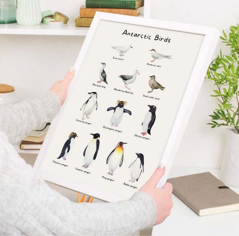 Educational Birds Poster, Animal Print, Birds of Antarctica, Penguins ...