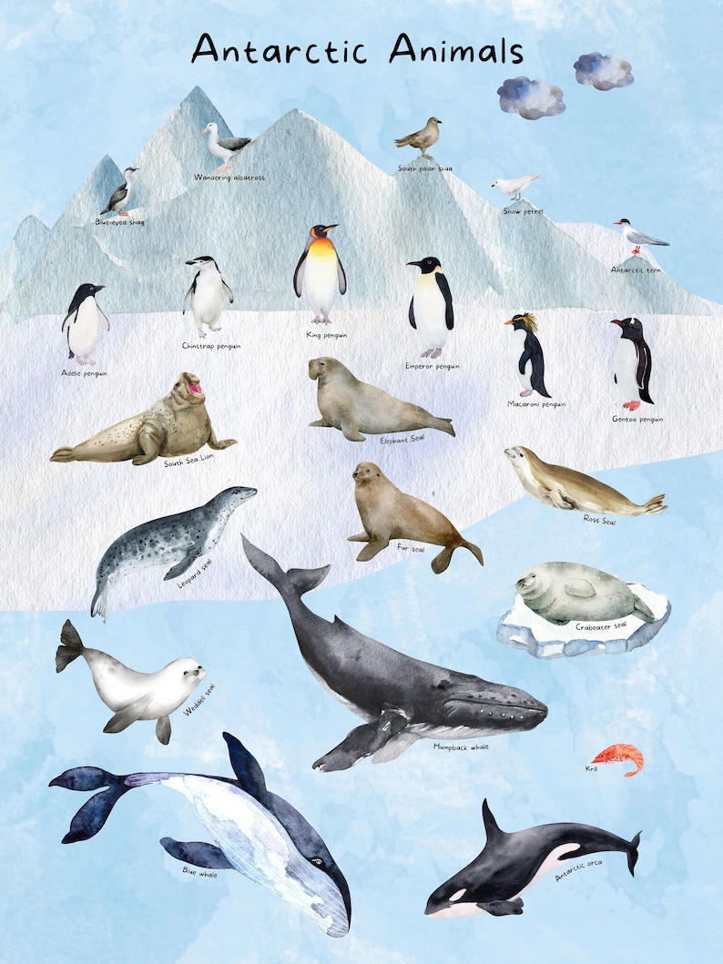 Digital Download Watercolor Antarctic Animals Species Poster, Printable ...