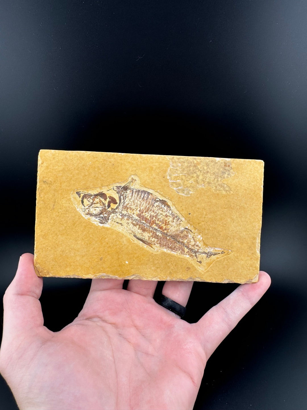 Fossil Fish From Green River, Fish Fossil, Fossilized Fish, Fish Tile ...