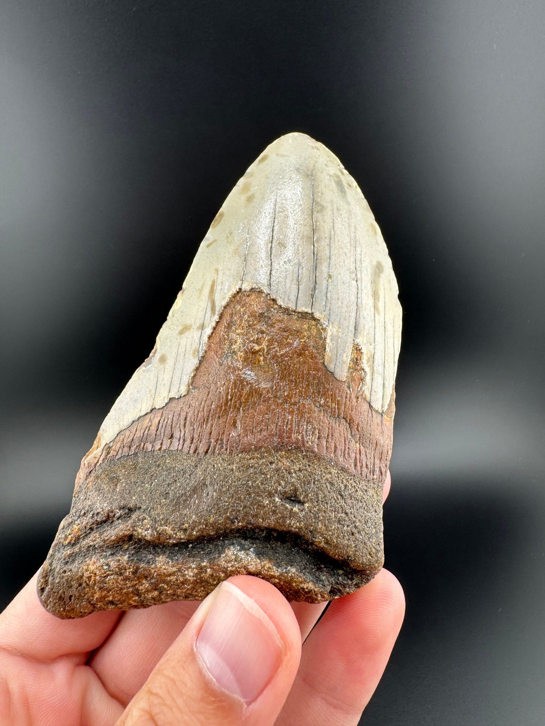 Megalodon Tooth 4 Inches From South Carolina, Coast, Shark Tooth, Shark ...