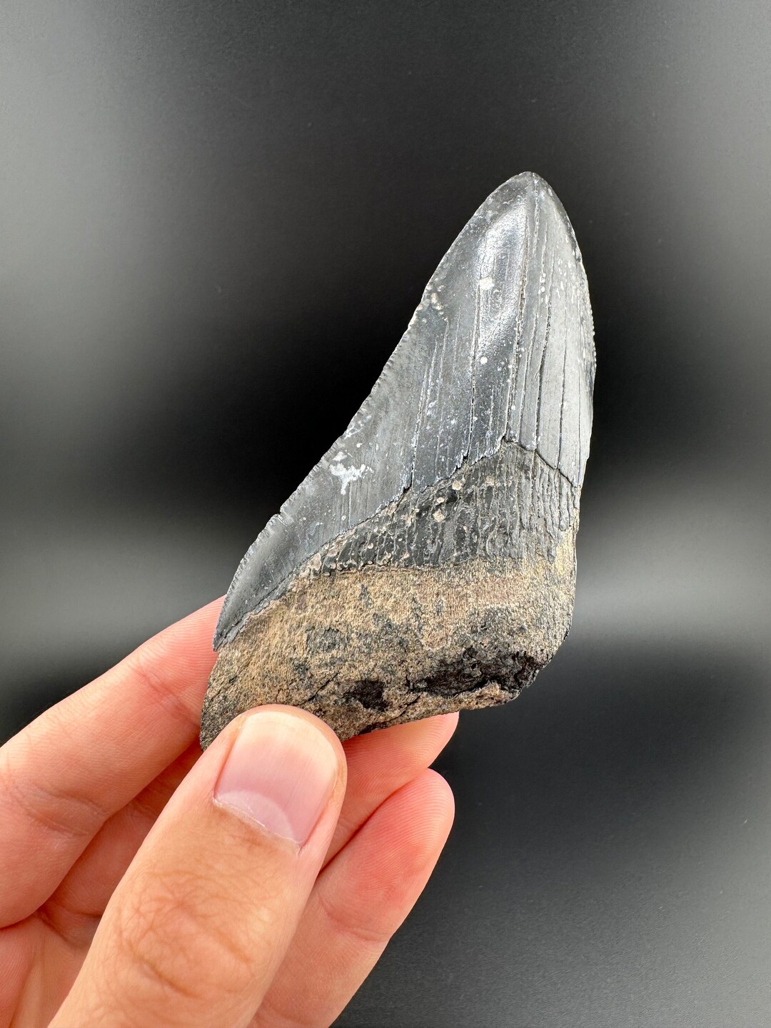Megalodon Tooth 4 Inches From South Carolina, Coast, Shark Tooth, Shark ...