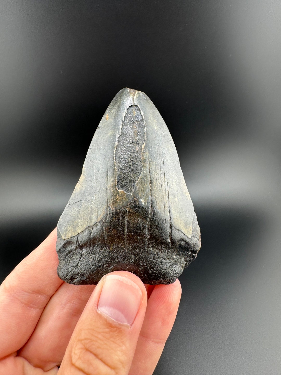 Megalodon Tooth 3 Inches From South Carolina, Coast, Shark Tooth, Shark ...