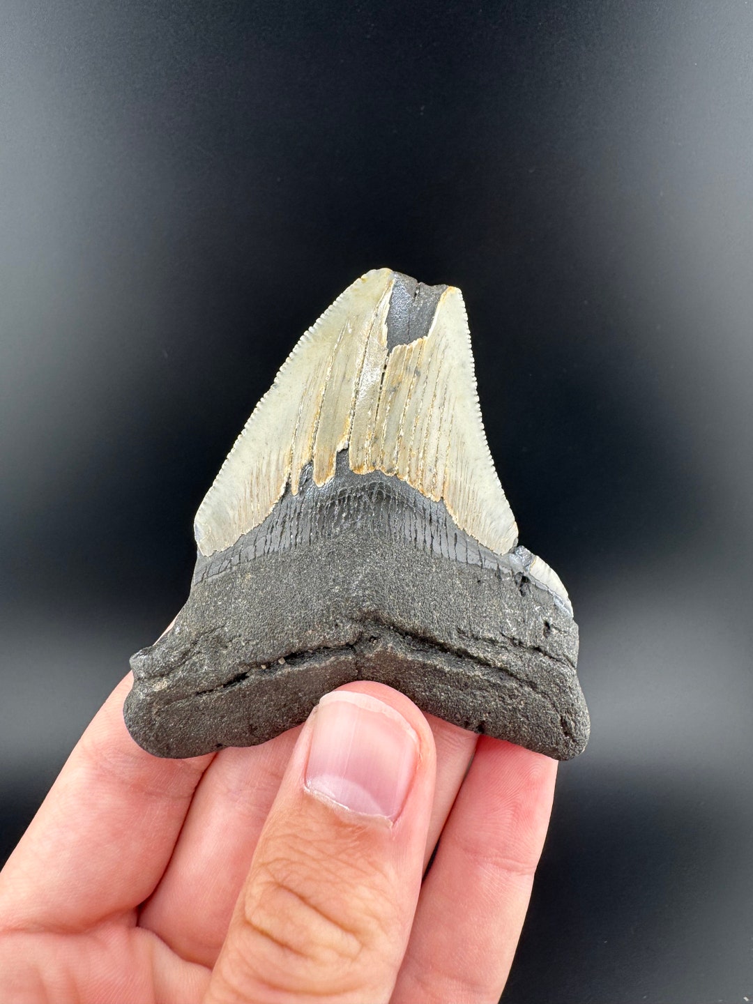 Megalodon Tooth 3 Inches From South Carolina, Coast, Shark Tooth, Shark ...