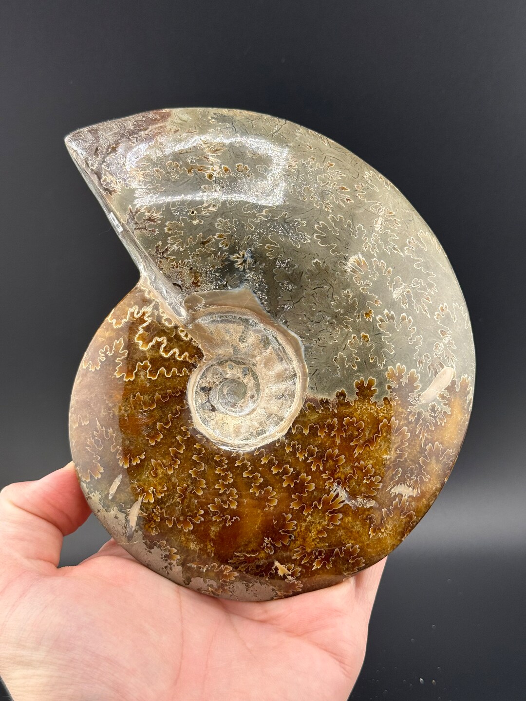 Large Ammonite, Ammonite Fossil, Fine Minerals, Natural Ammonite ...