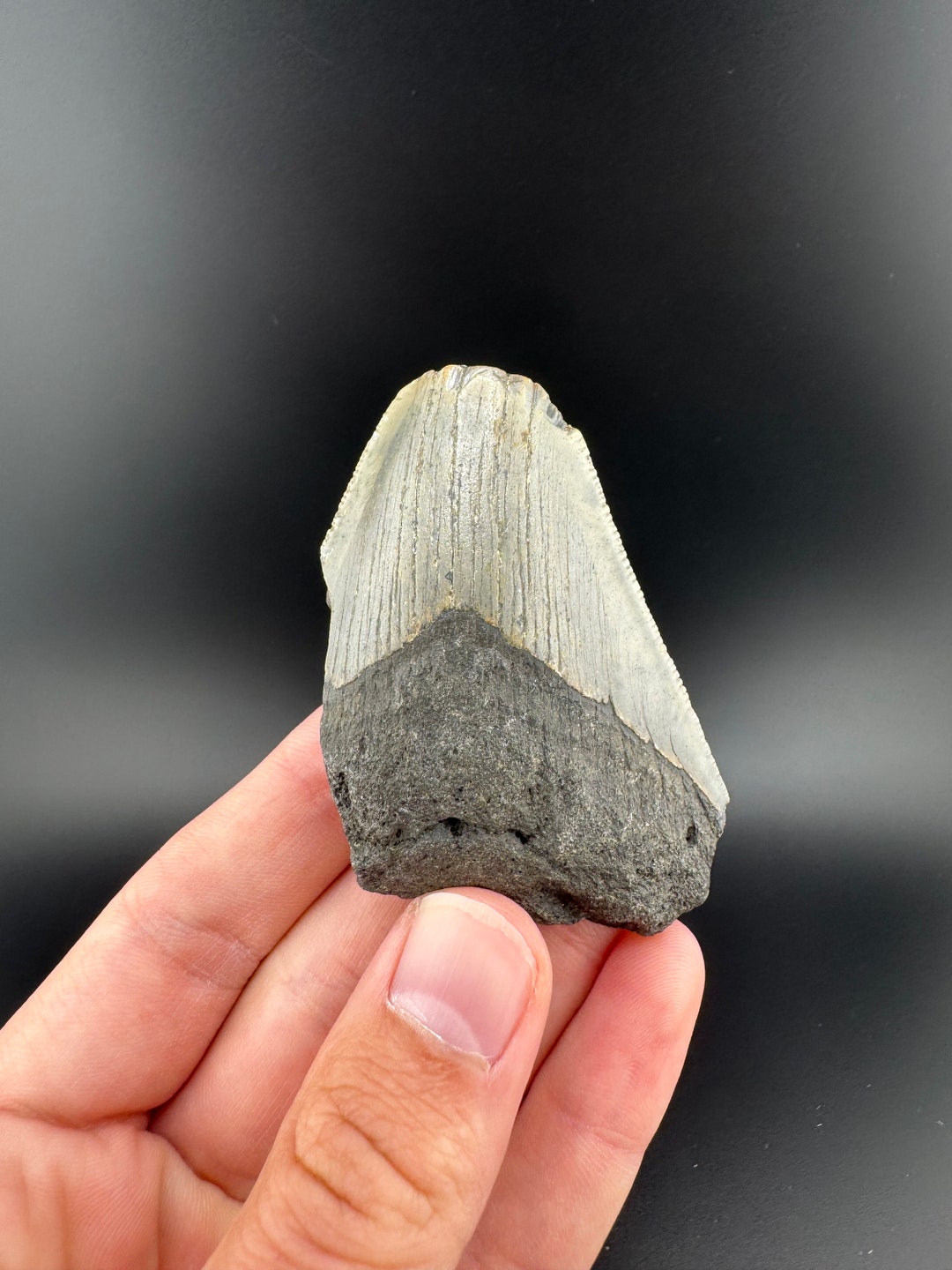 Megalodon Tooth 2.5 Inches From South Carolina, Coast, Shark Tooth ...