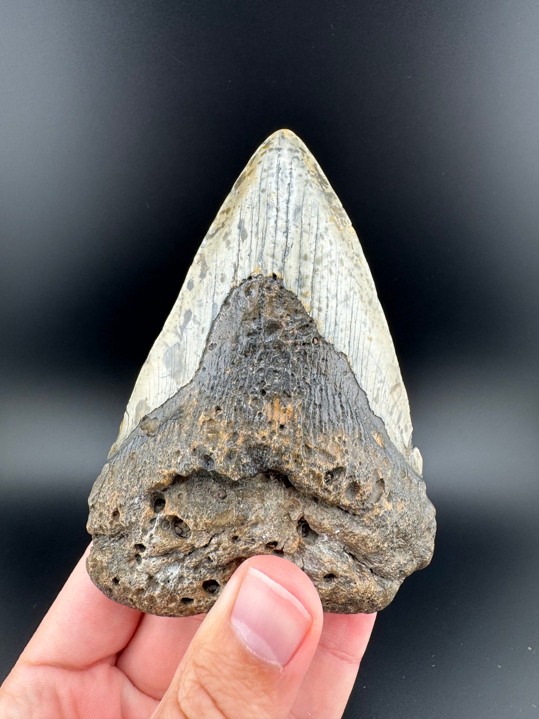 Megalodon Tooth 4 Inches From South Carolina, Coast, Shark Tooth, Shark ...