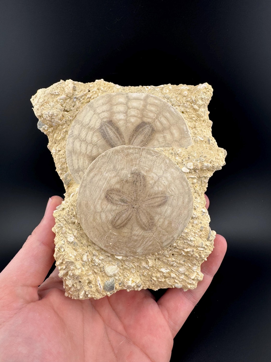 French Fossilized Sand Dollars on Matrix: Coastal Home Decor - Etsy
