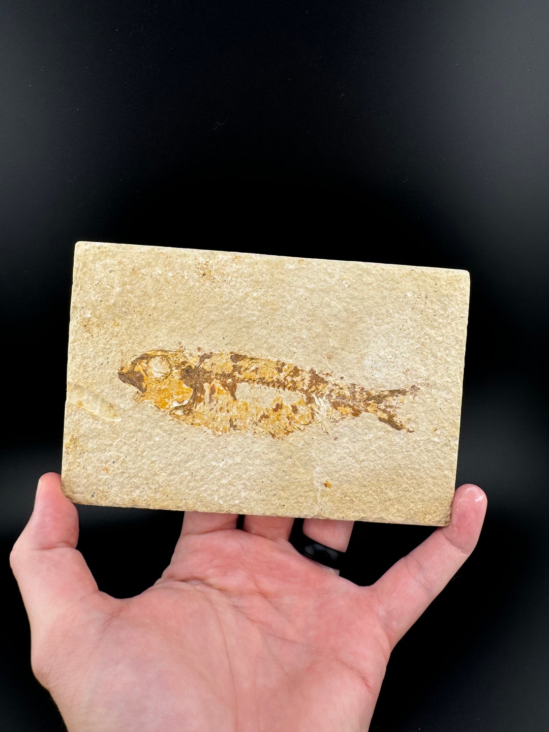 Fossil Fish From Green River, Fish Fossil, Fossilized Fish, Fish Tile ...