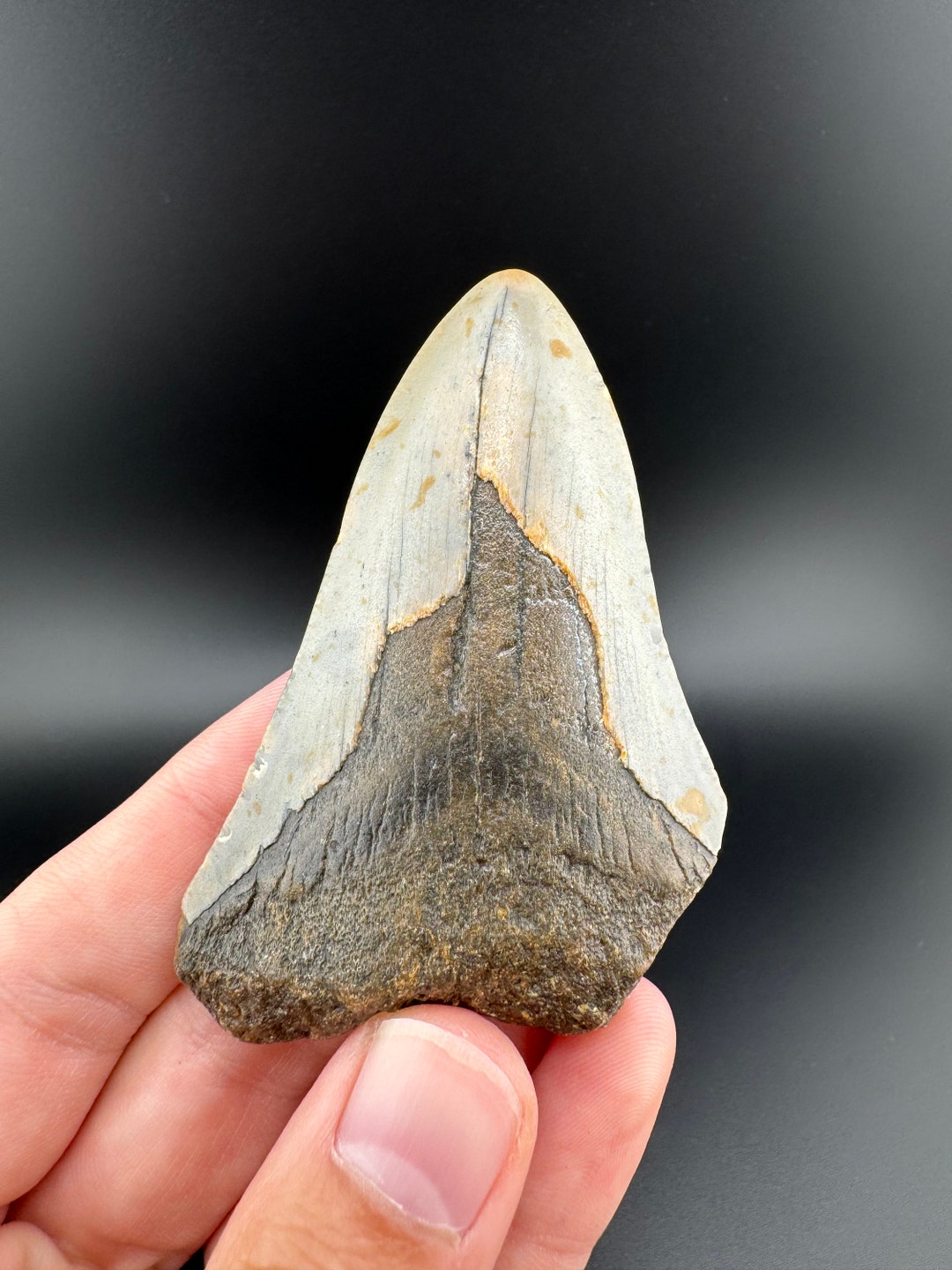 Megalodon Tooth 3 Inches From South Carolina, Coast, Shark Tooth, Shark ...