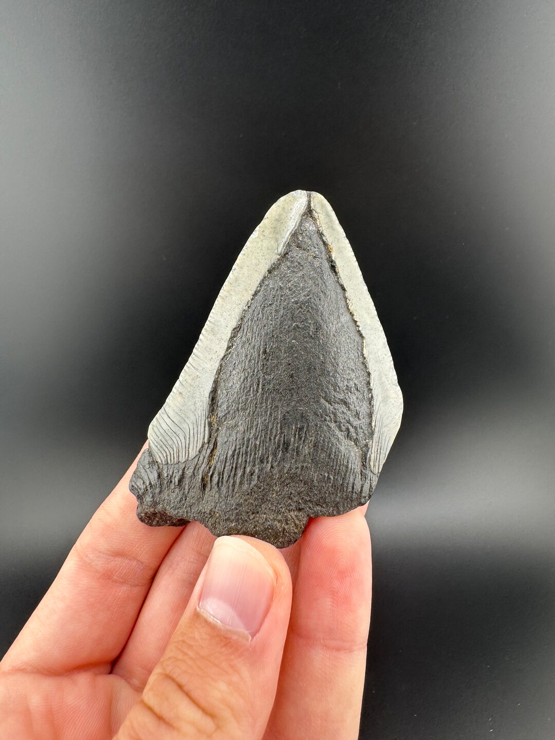 Megalodon Tooth 3 Inches From South Carolina, Coast, Shark Tooth, Shark ...