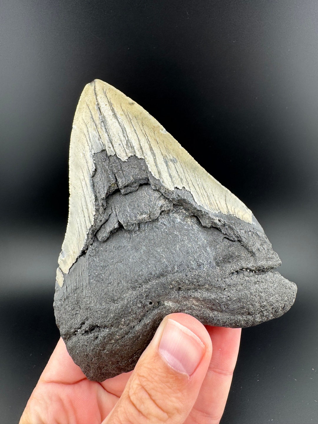 Megalodon Tooth 4.7 Inches From South Carolina, Coast, Shark Tooth ...