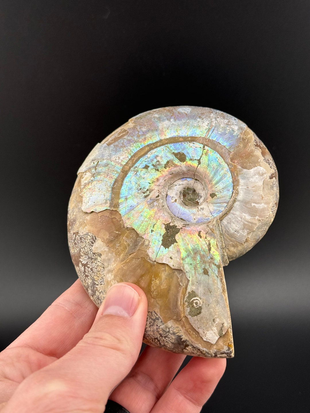 Large Gorgeous Natural Iridescent Ammonite, Mother of Pearl Ammonite ...