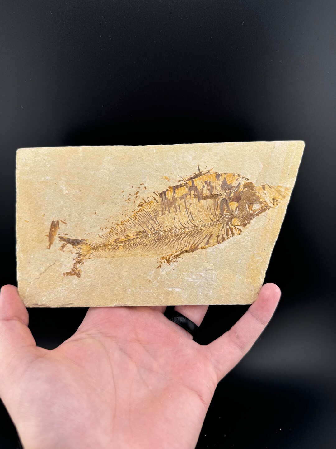 Fossil Fish From Green River, Fish Fossil, Fossilized Fish, Fish Tile ...
