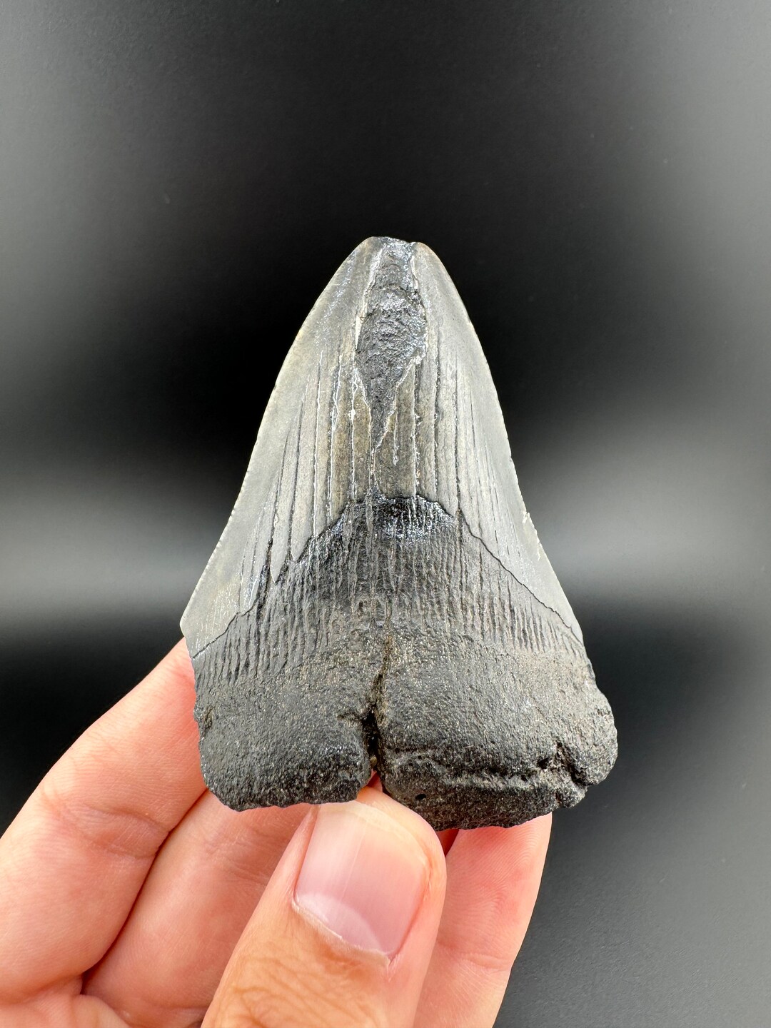 Buy Megalodon Tooth 3 Inches From South Carolina, Coast, Shark Tooth ...